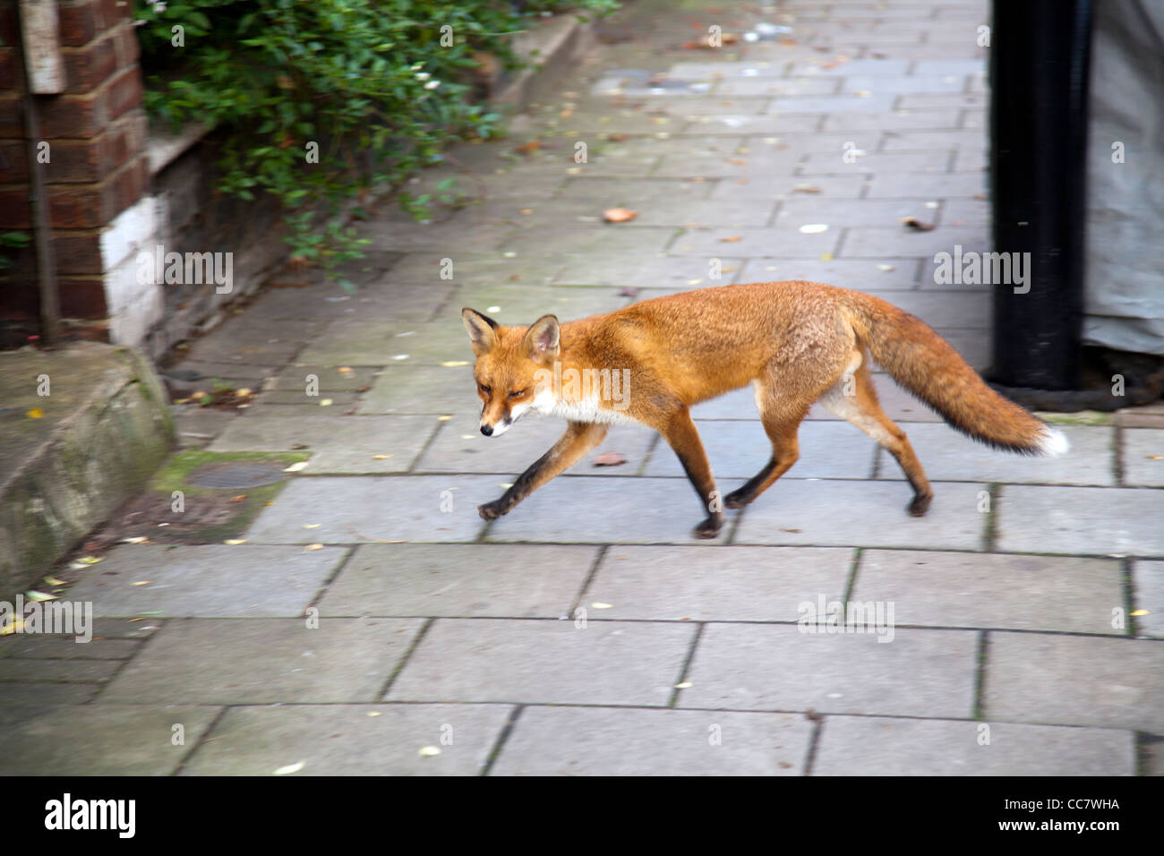 Red Fox crossing pavement Stock Photo - Alamy