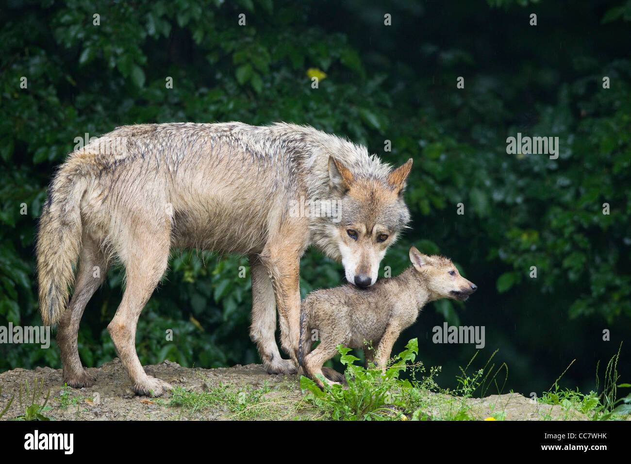 Timber Wolves in Game Reserve, Bavaria, Germany Stock Photo - Alamy