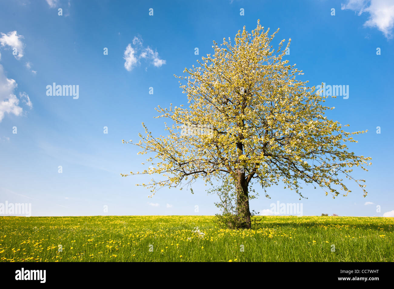 Single blossoming tree in spring on a rural field with blue sky Stock ...