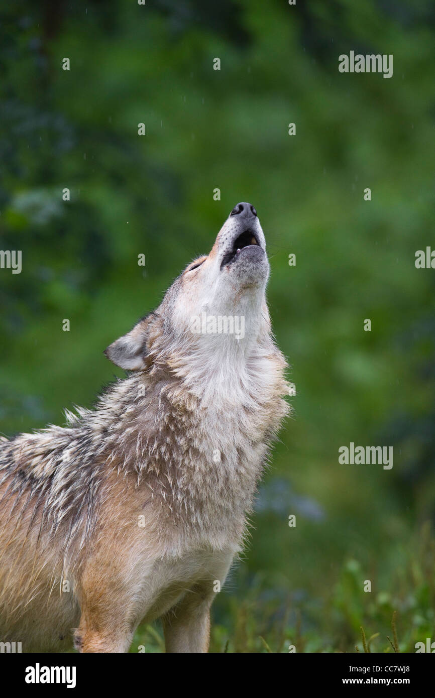 Howling wolf european hi-res stock photography and images - Alamy