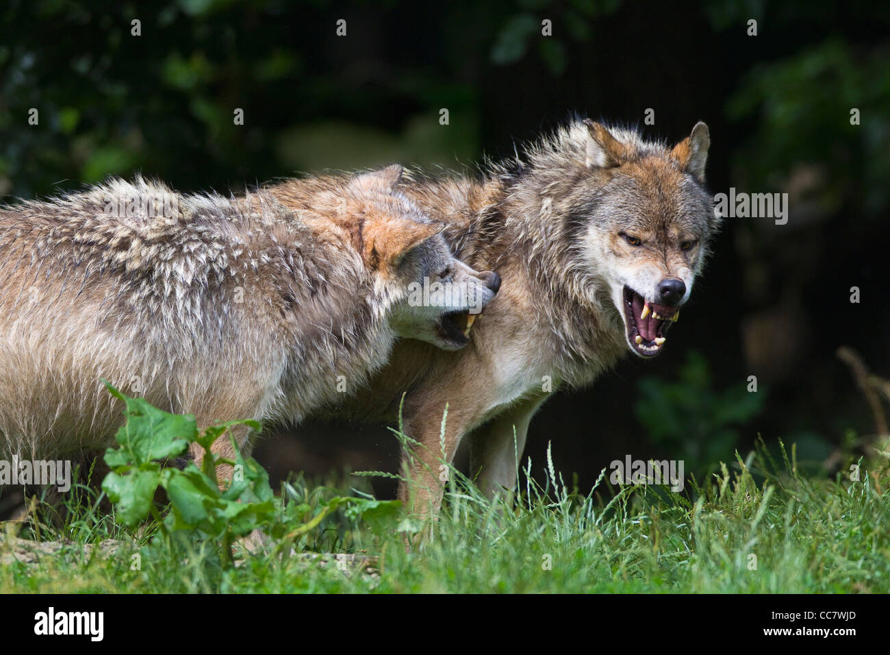 Two fighting wolves hi-res stock photography and images - Alamy