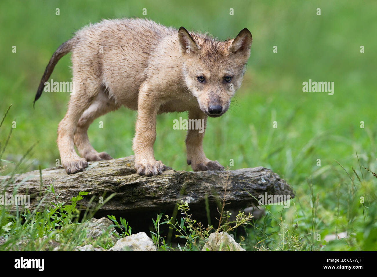 Timber Wolf Cub, Bavaria, Germany Stock Photo - Alamy