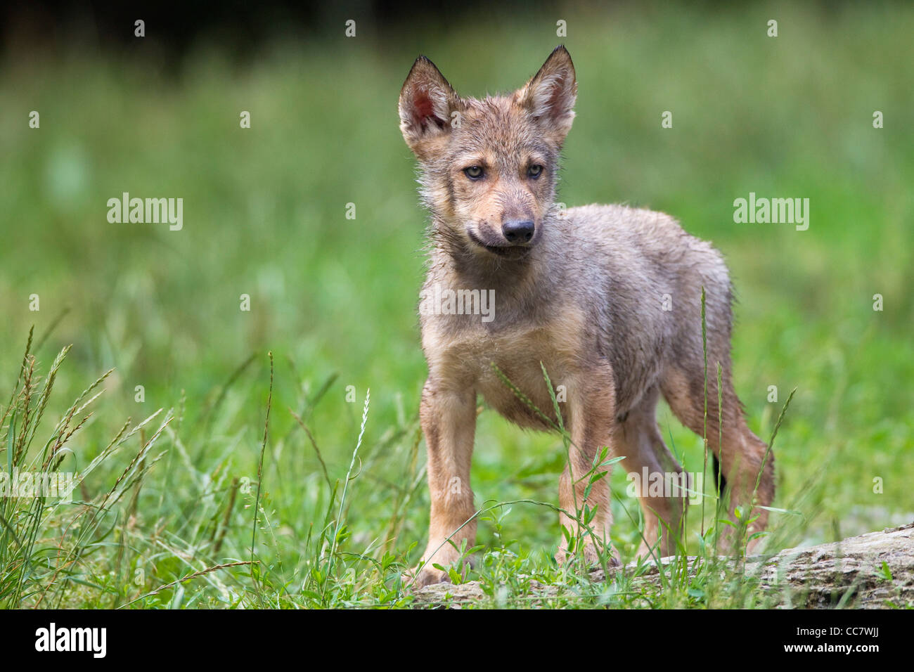 Timber Wolf Cub, Bavaria, Germany Stock Photo - Alamy