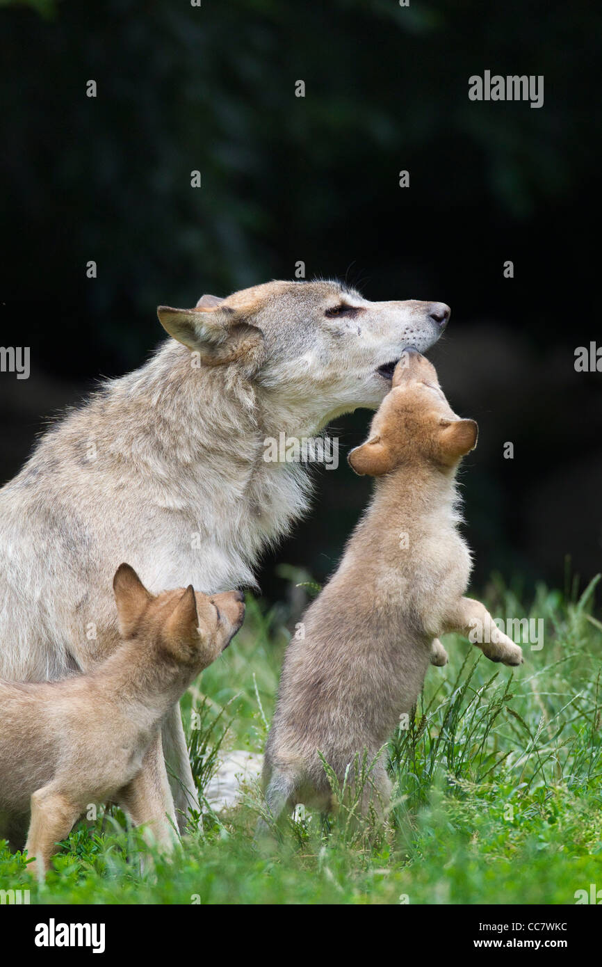 Timber Wolf Cubs Begging for Food, Bavaria, Germnay Stock Photo - Alamy