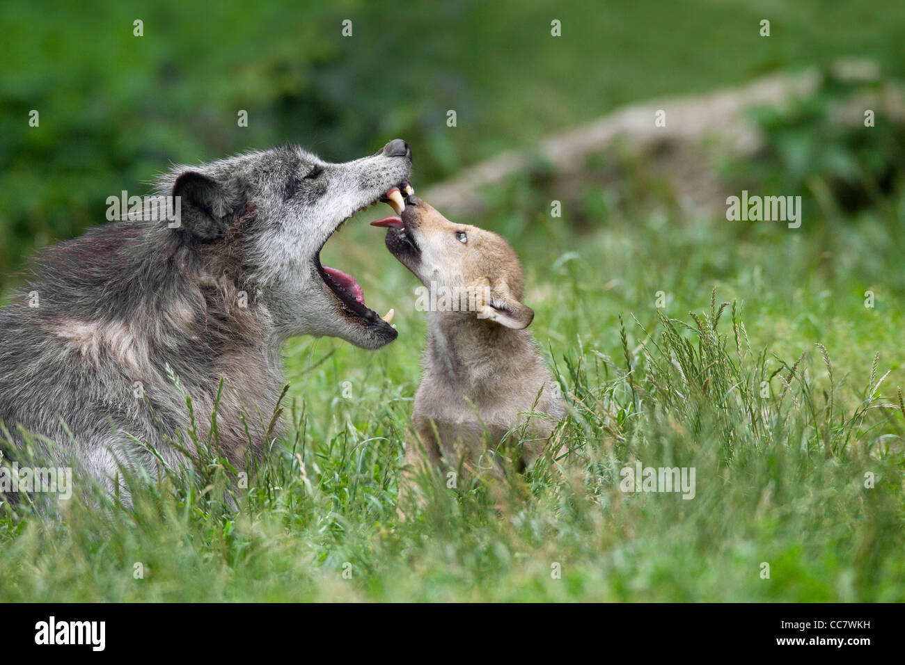 Timber Wolves in Game Reserve, Bavaria, Germany Stock Photo - Alamy