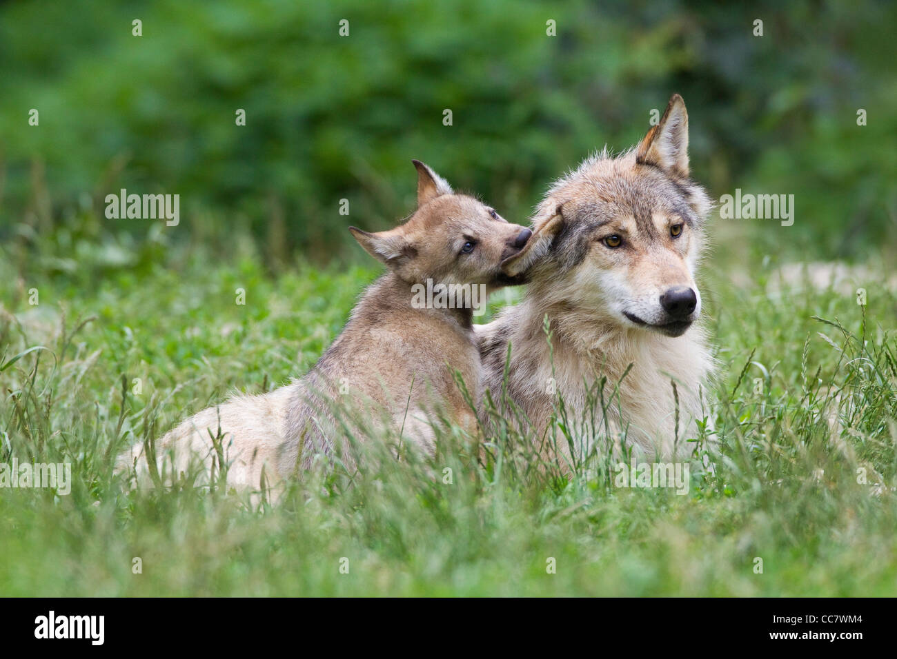 Timber Wolves in Game Reserve, Bavaria, Germany Stock Photo - Alamy