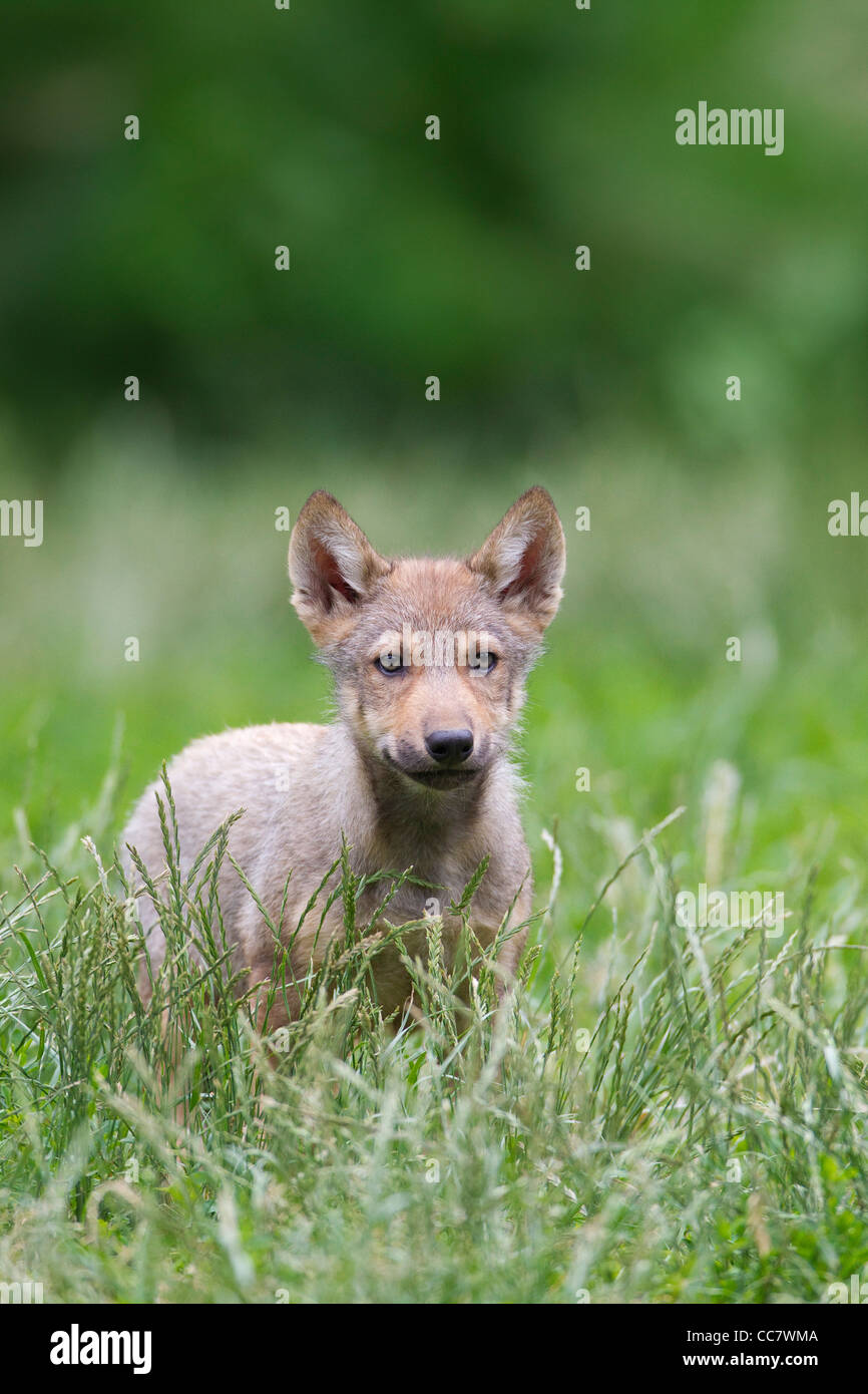 Timber Wolf Cub, Bavaria, Germany Stock Photo - Alamy