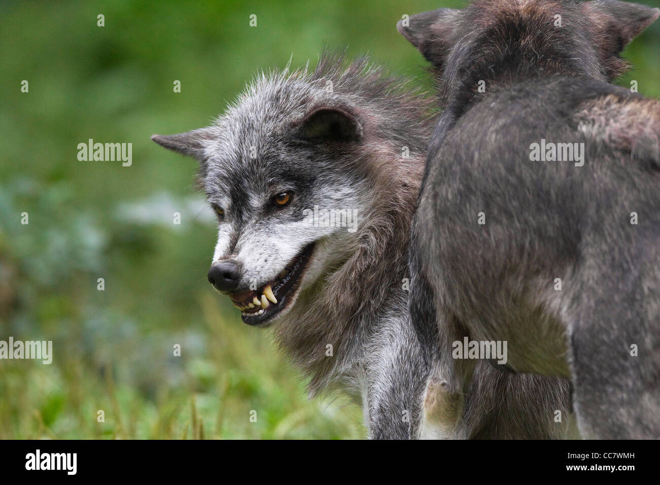 Timber Wolves in Game Reserve, Bavaria, Germany Stock Photo - Alamy