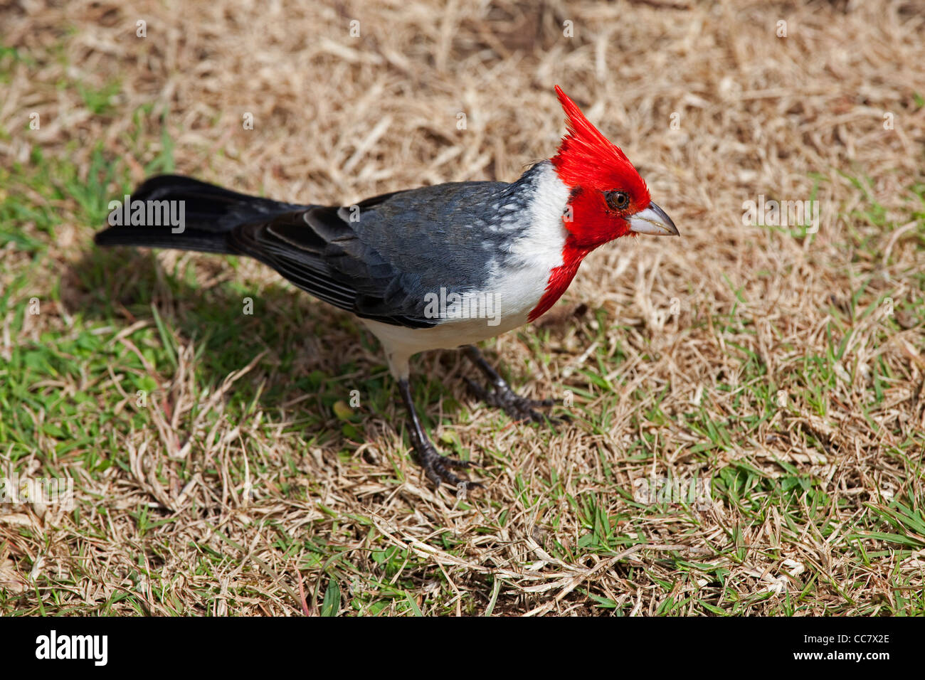 Hawaiian cardinal hi-res stock photography and images - Alamy
