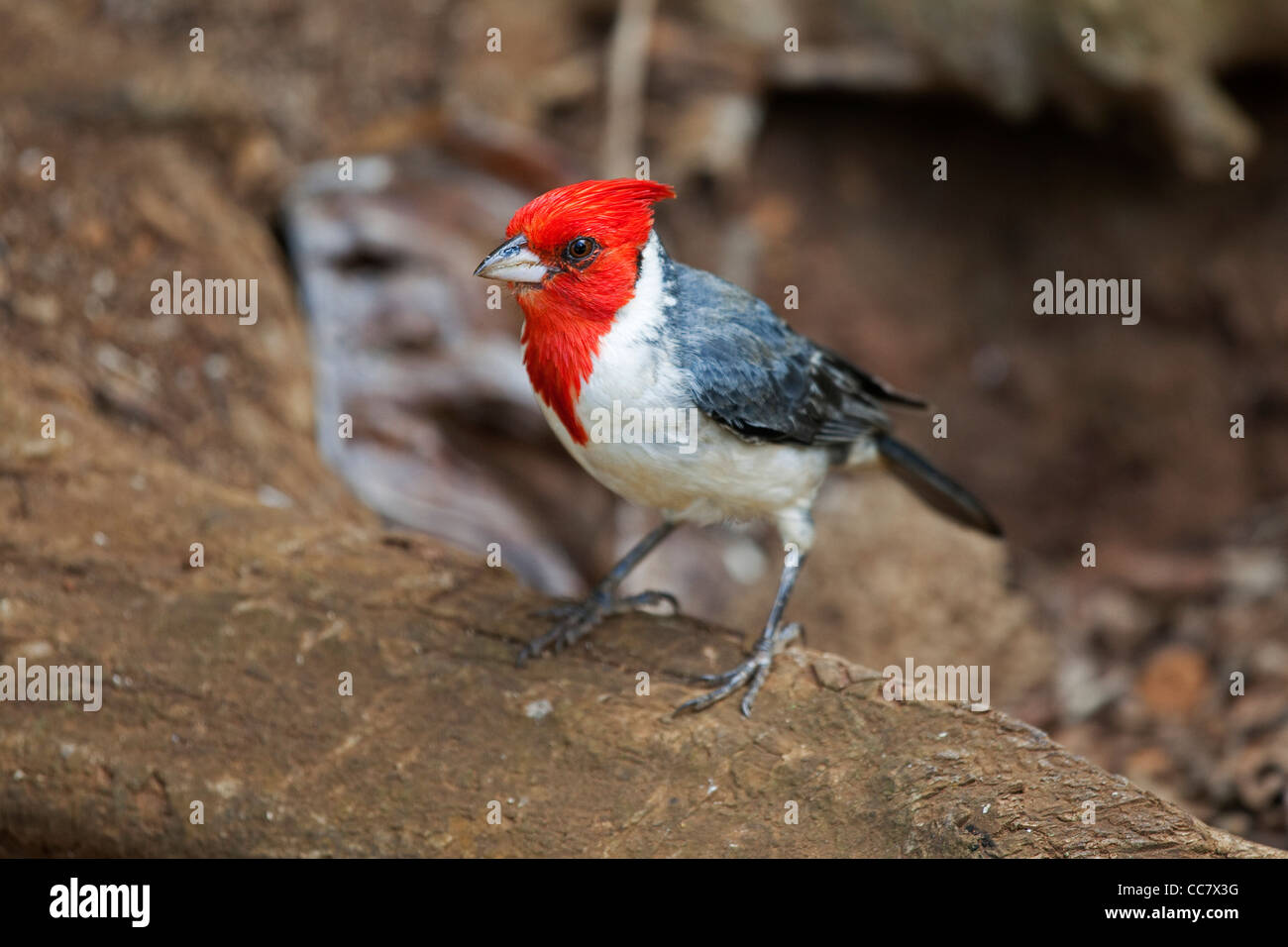 Red Crested Cardinal, Kauai, Hawaii, USA Stock Photo - Alamy