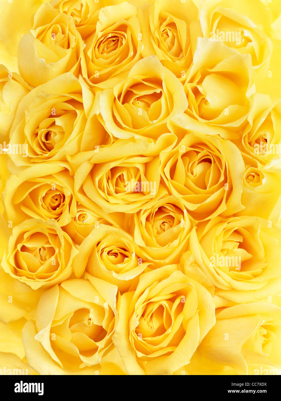 Bundle of Roses Stock Photo - Alamy