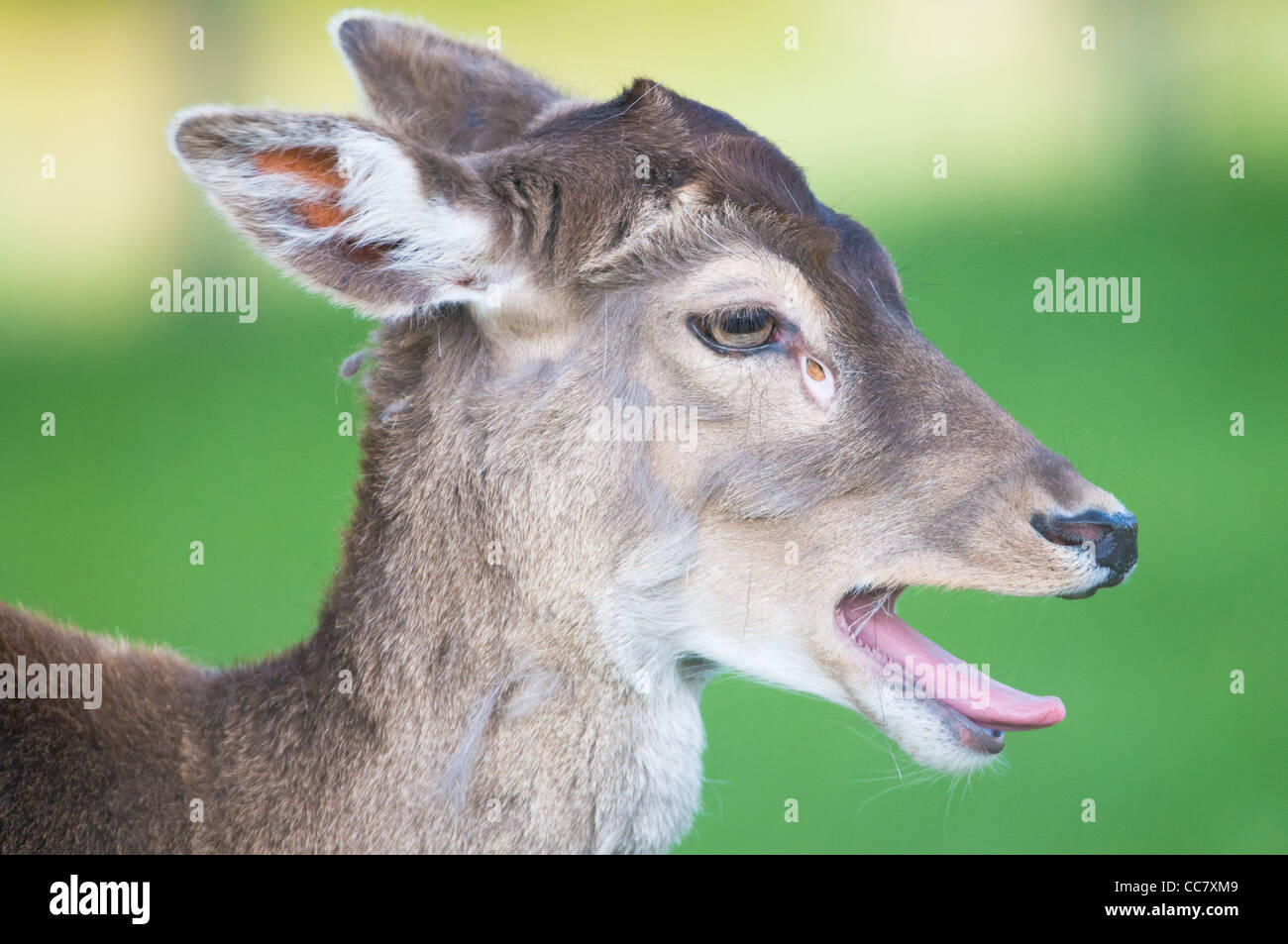 young captive female Fallow Deer (lat. dama dama) yawning Stock Photo ...