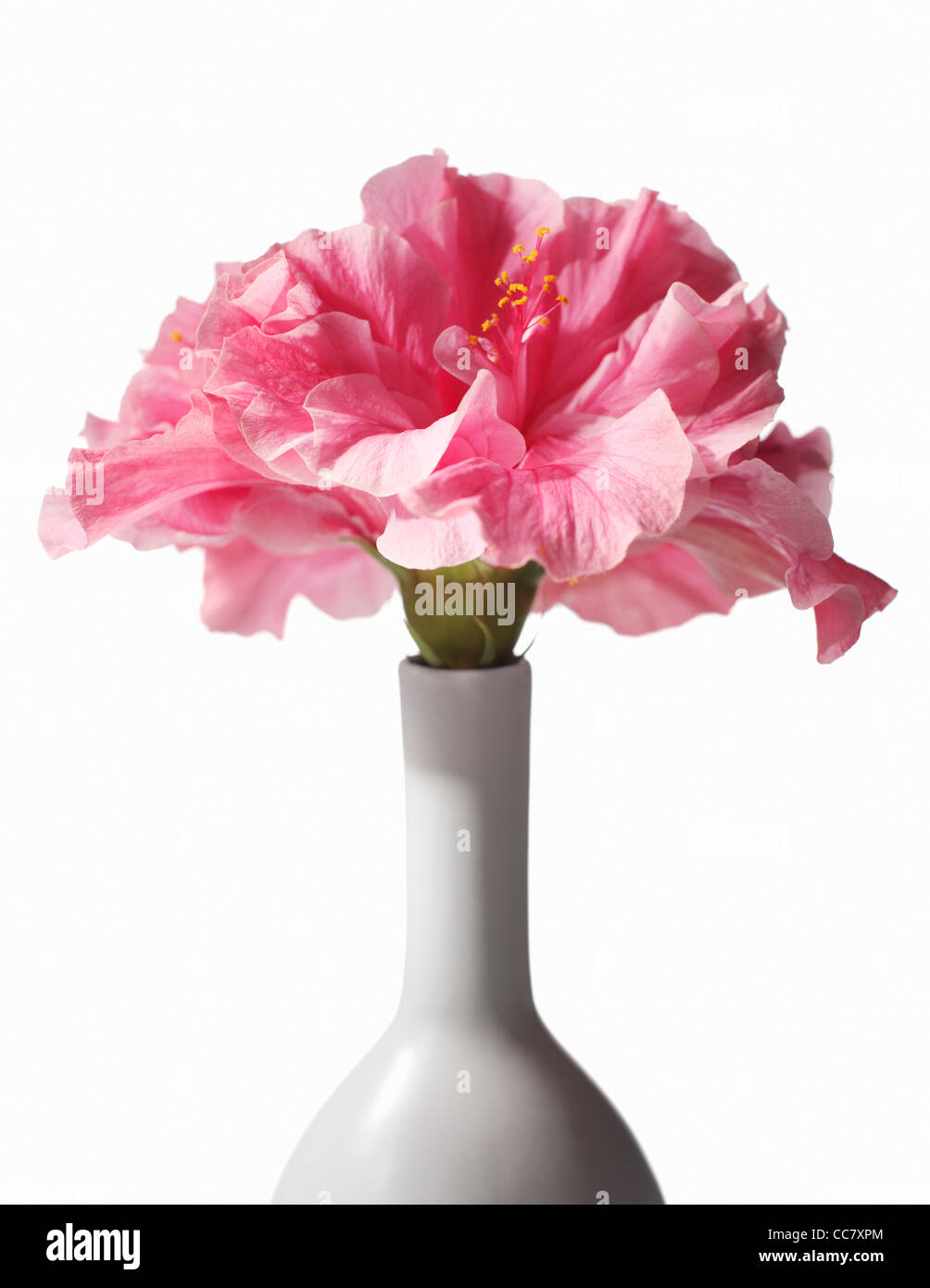 Hibiscus flower flowers vase hi-res stock photography and images - Alamy