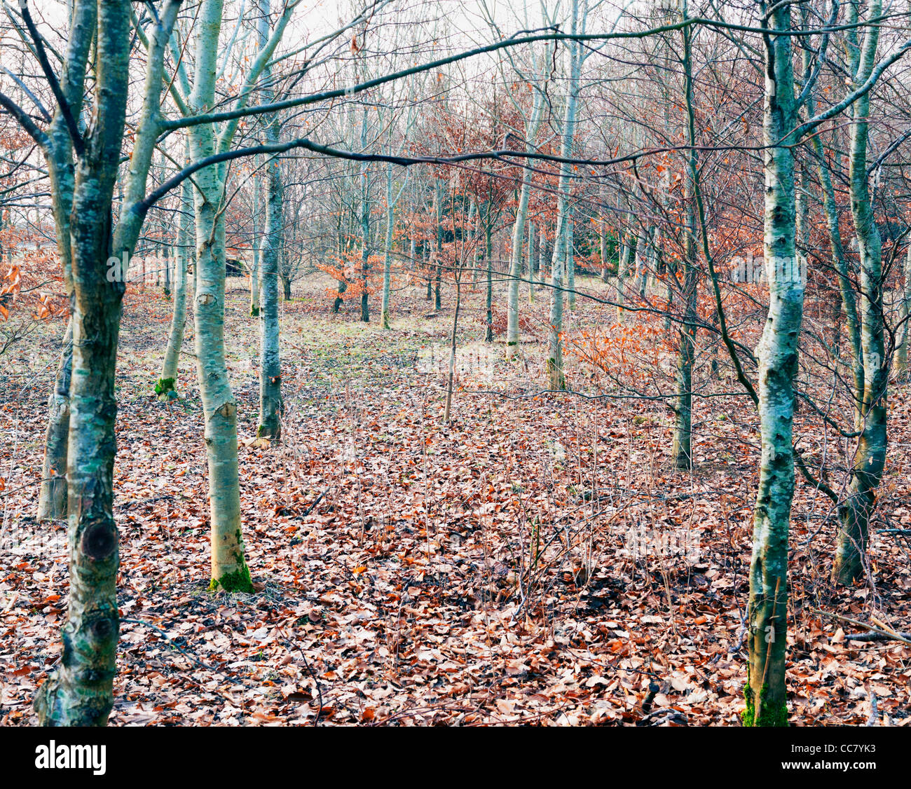 Beautiful Winter Woodland Scene High Resolution Stock Photography and ...