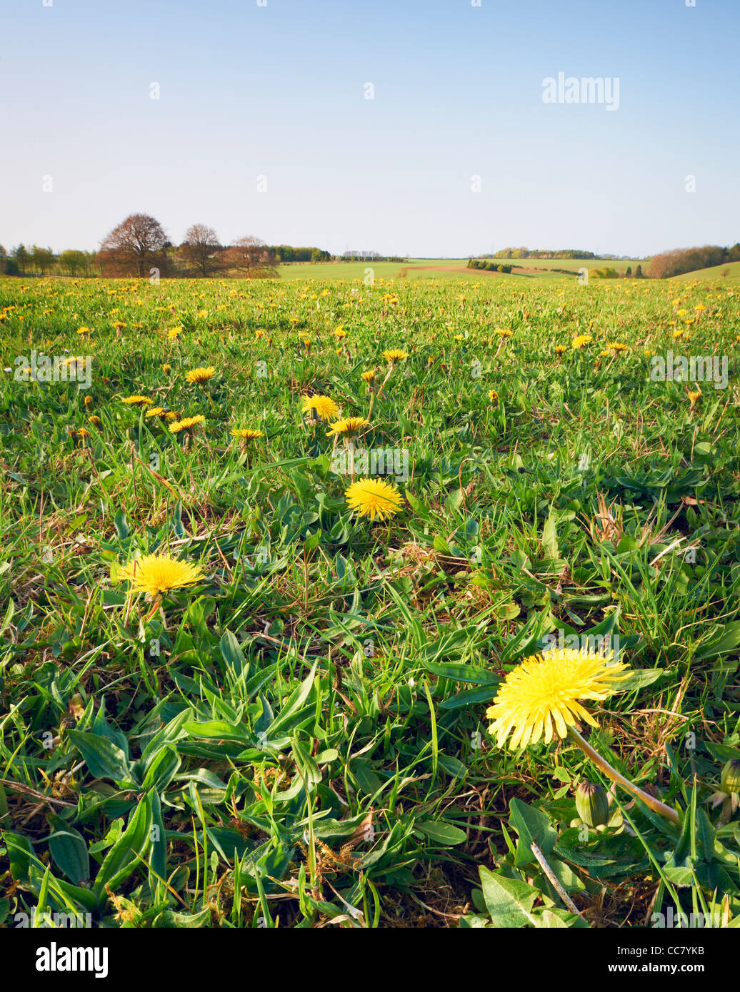 Dandelion from worms eye view hi-res stock photography and images - Alamy