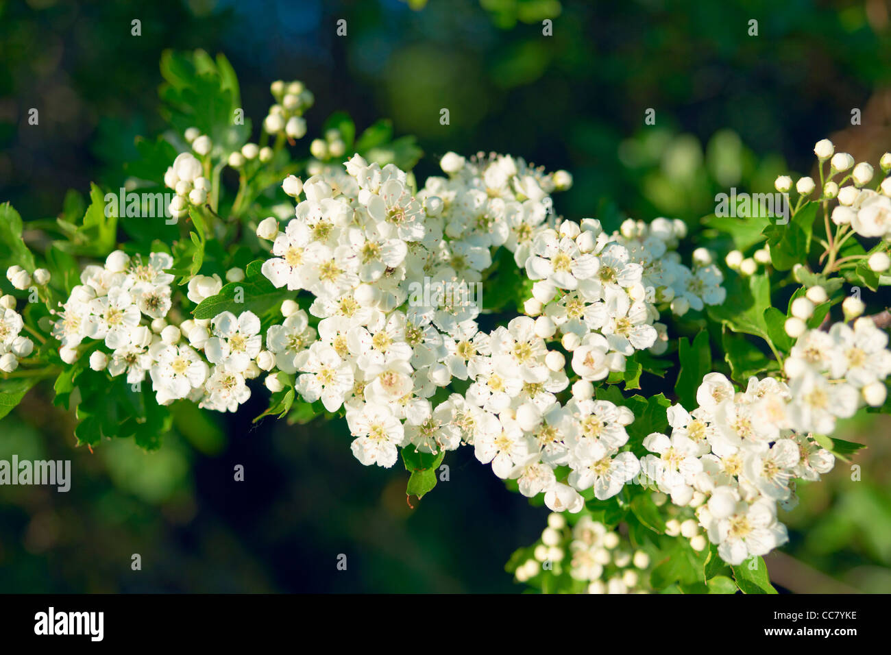 Common Hawthorn Blossom, Cotswolds, Gloucestershire, England Stock ...