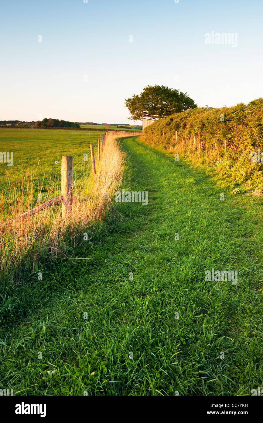 Hedgerow england uk day daytime hi-res stock photography and images - Alamy