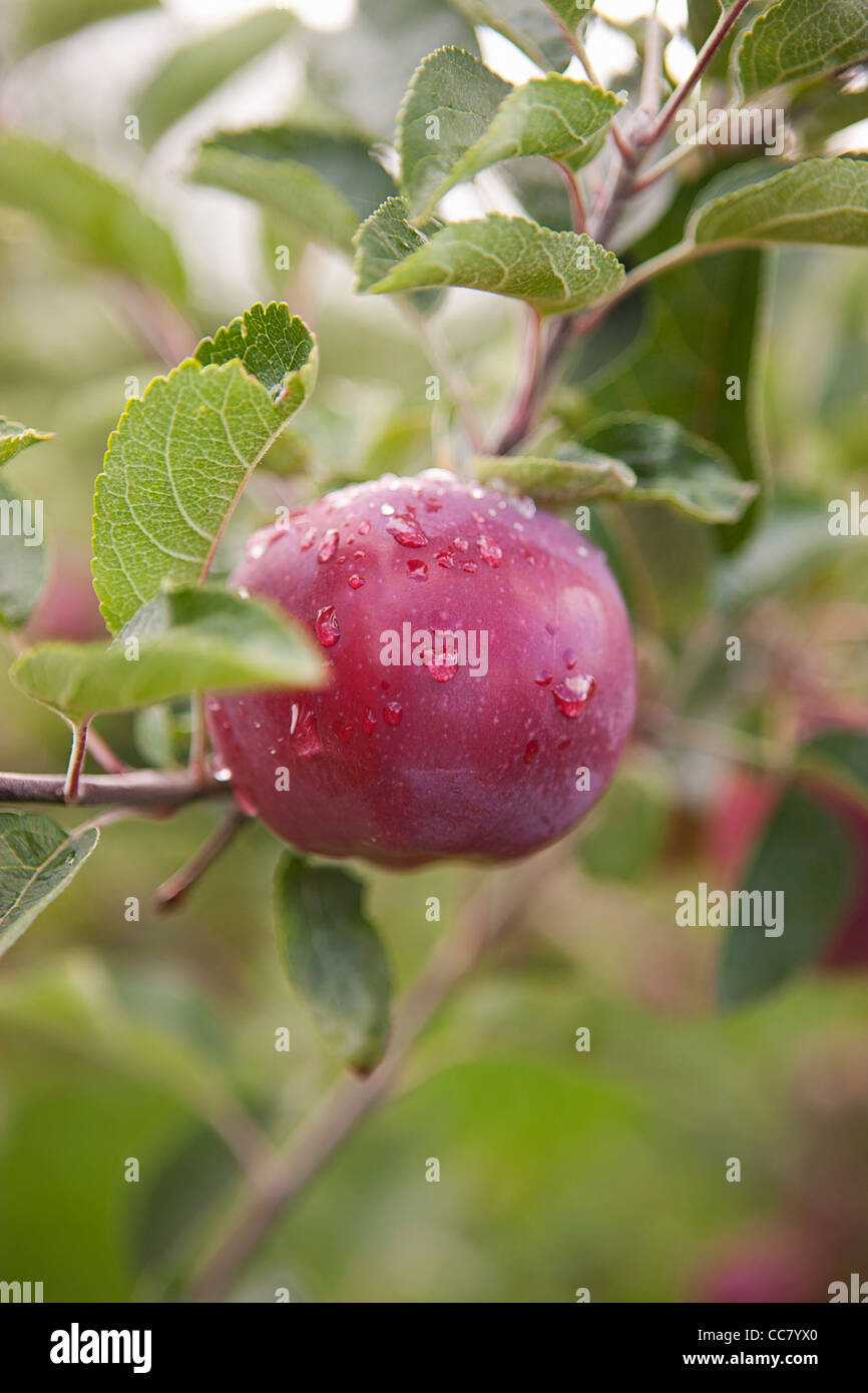 Apple on Tree Branch, Hood River County, Oregon, USA Stock Photo - Alamy
