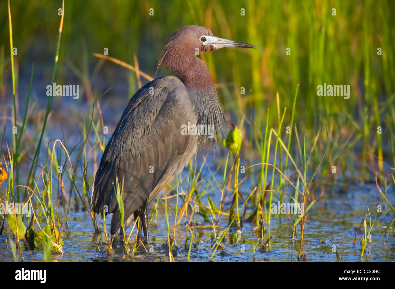 The Little Blue Heron, Egretta caerulea, is a small heron. It breeds ...
