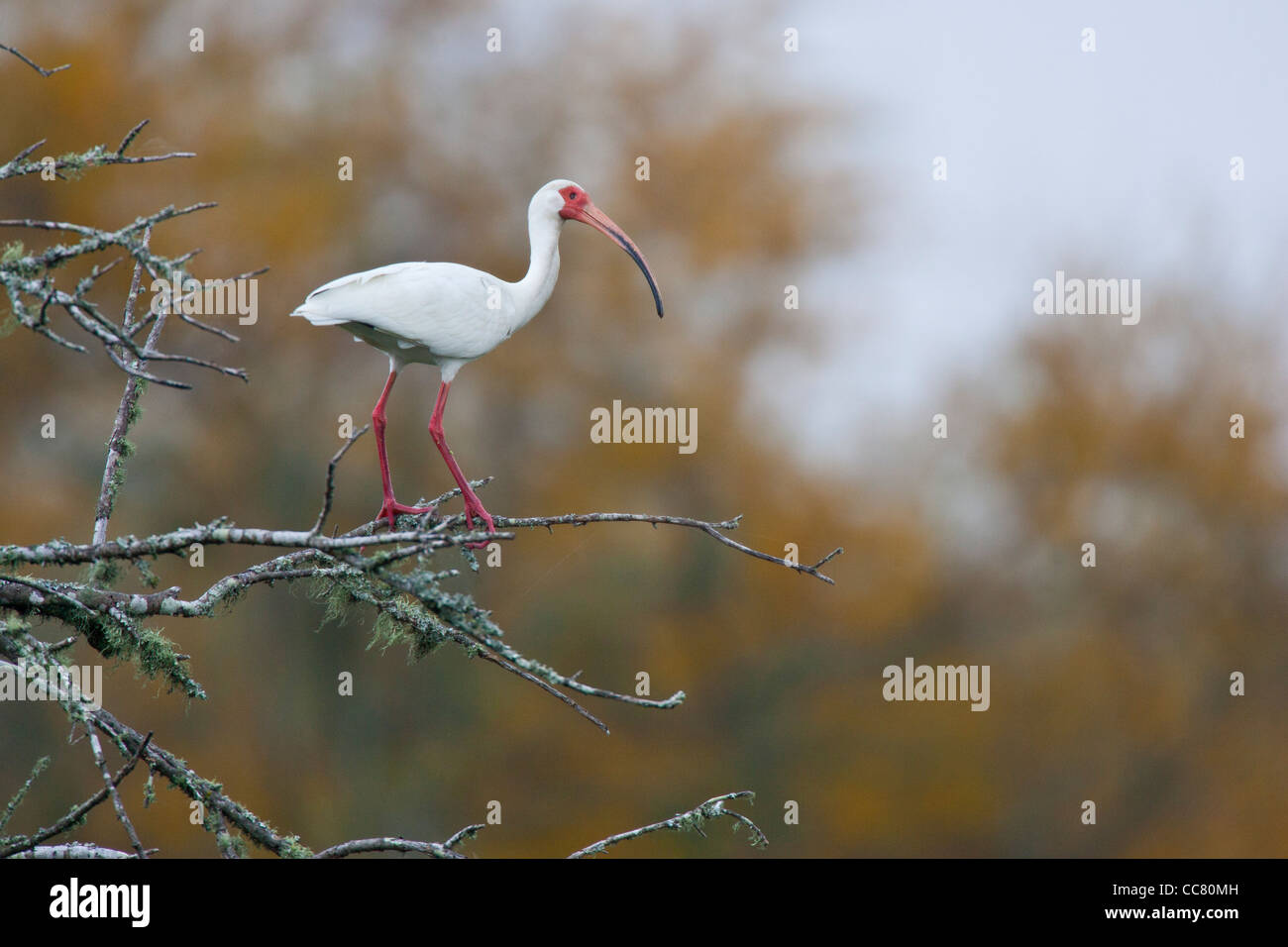 White Ibis foraging in fresh water marsh Stock Photo - Alamy