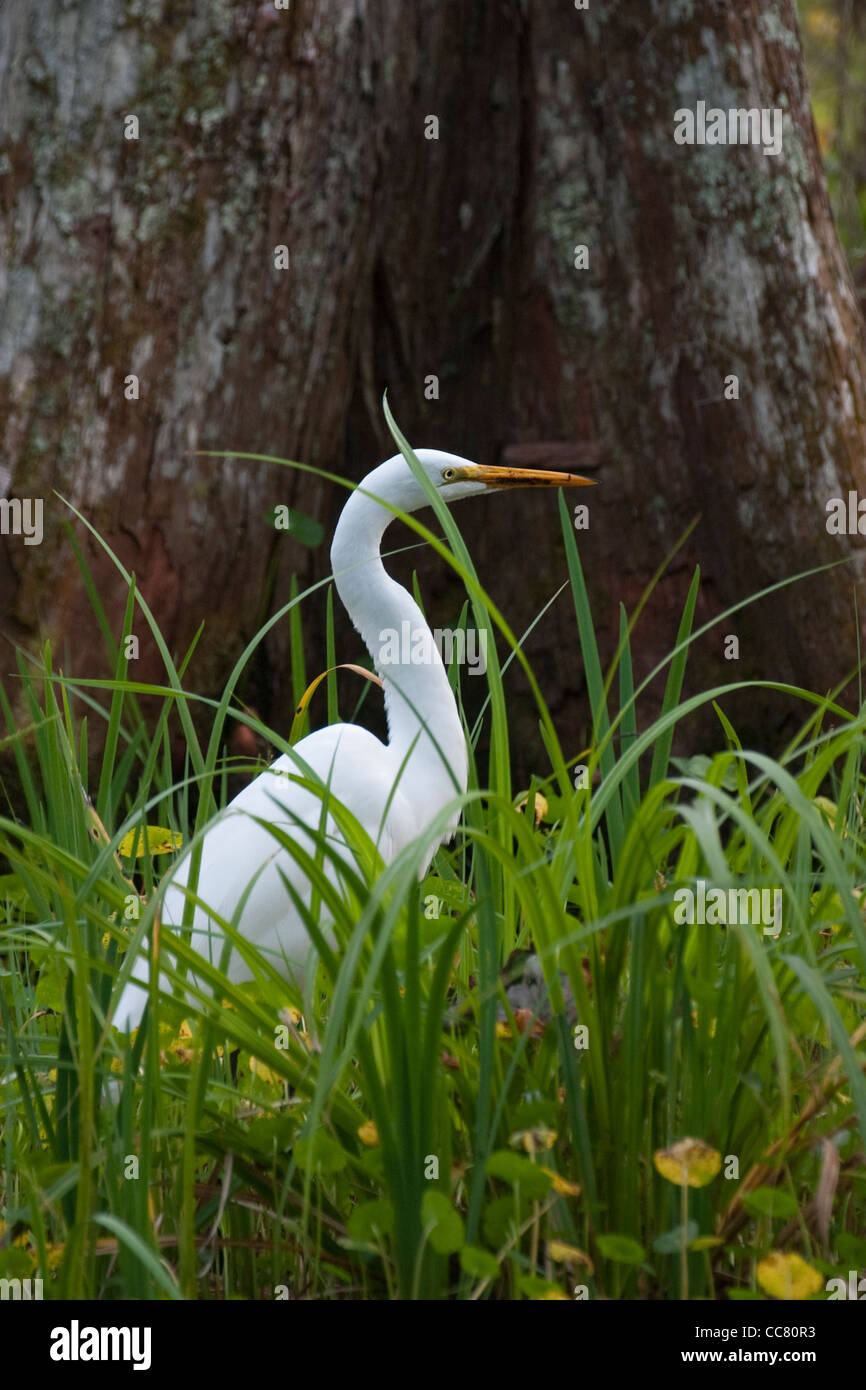 The Great Egret (Ardea alba), also known as the Great White Egret or ...