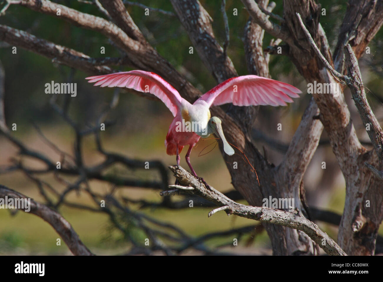 Roseate Flamingo High Resolution Stock Photography and Images - Alamy