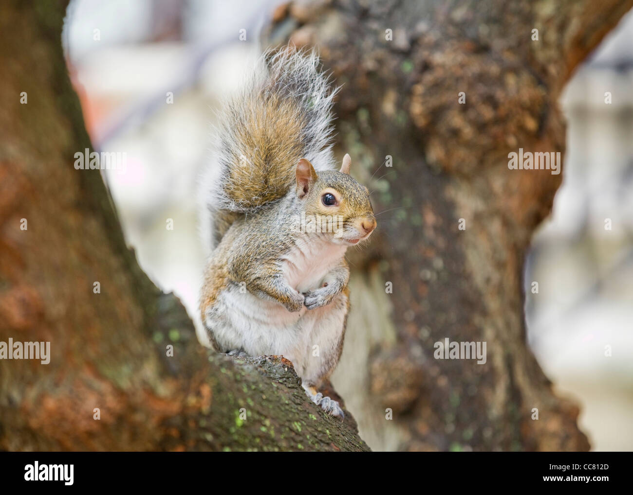 American red squirrel (Tamiasciurus hudsonicus) on tree limb - Virginia ...
