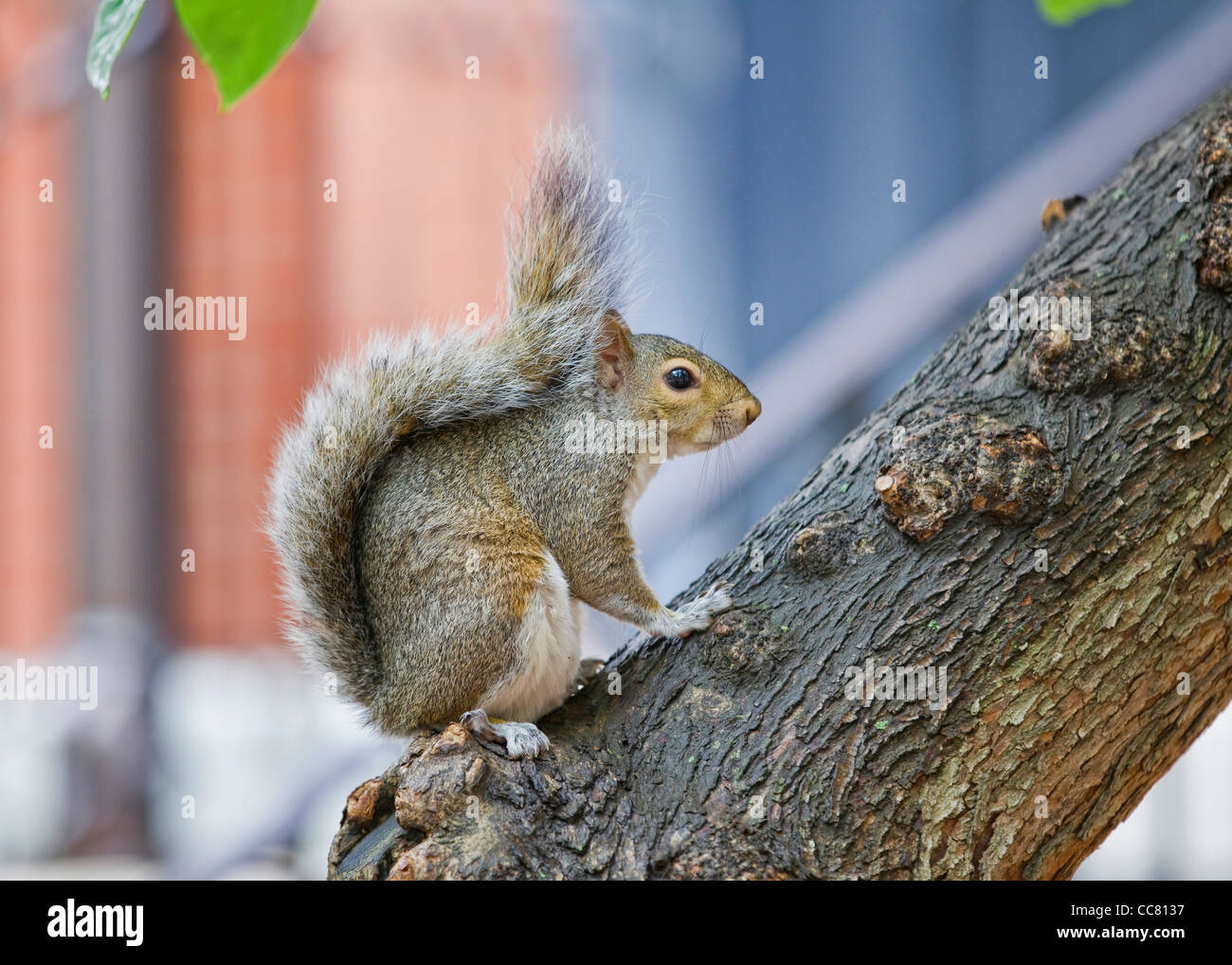 Tree squirrel limb hi-res stock photography and images - Alamy