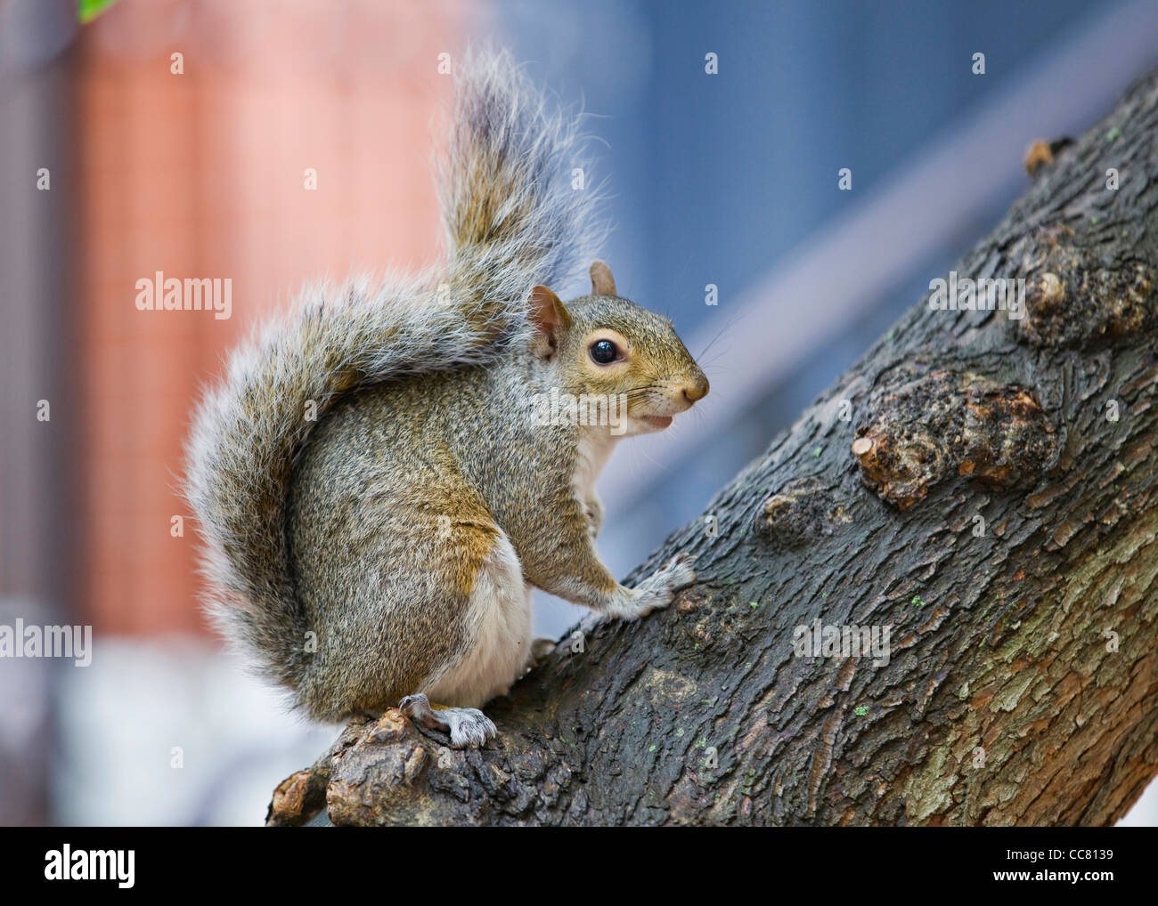 American red squirrel (Tamiasciurus hudsonicus) on tree limb - Virginia ...