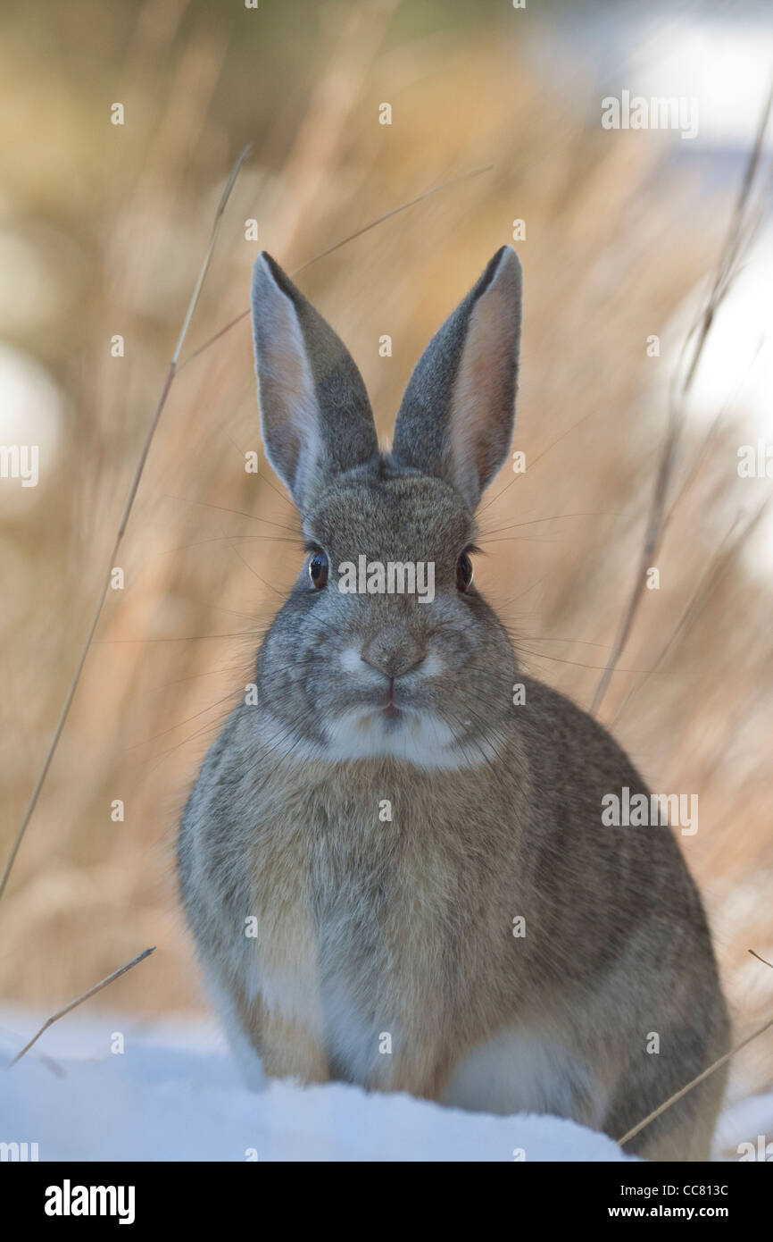 Cottontail Rabbit in snow on winter morning near Flagstaff, Arizona ...