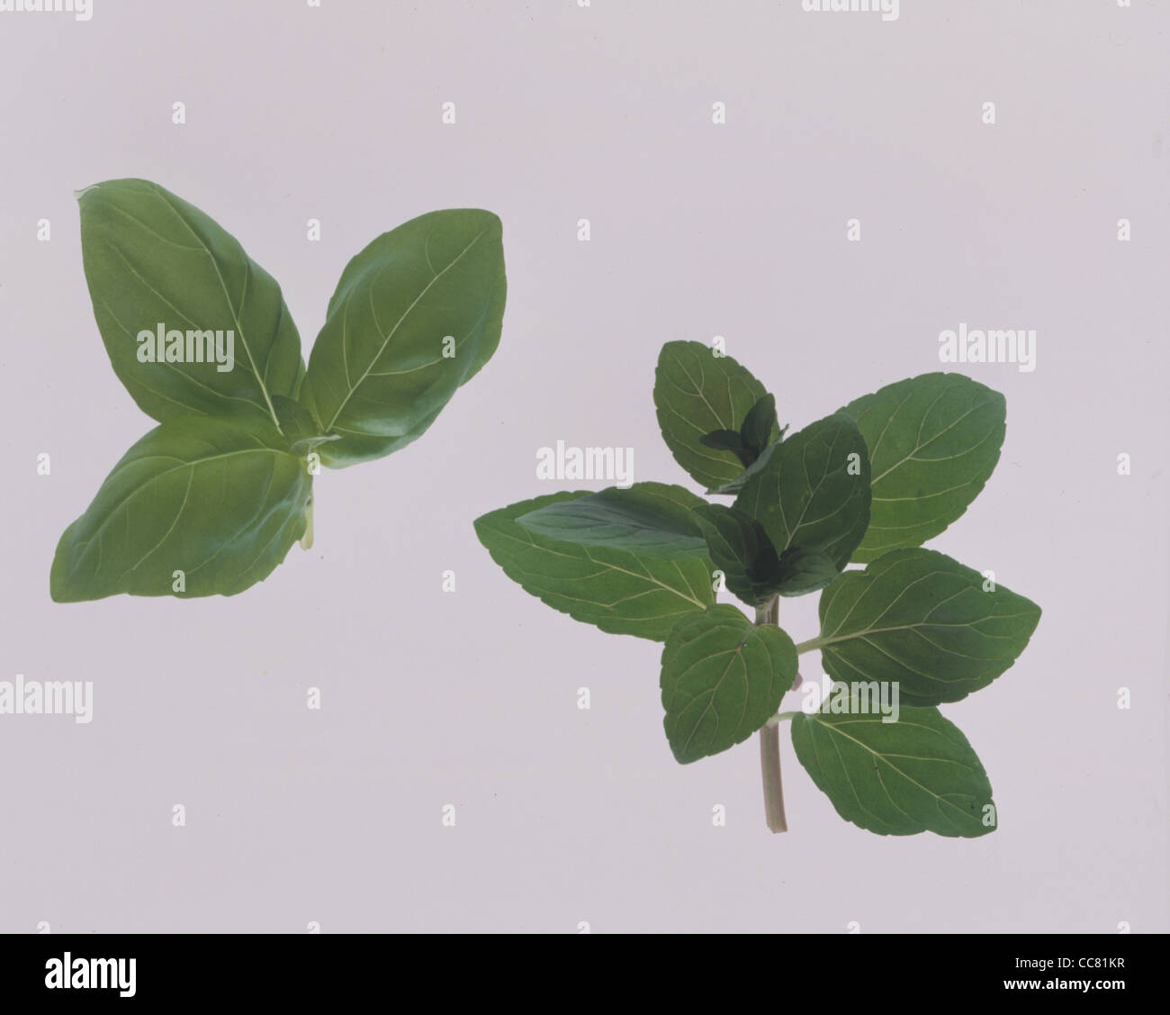 Basil 1 hi-res stock photography and images - Alamy