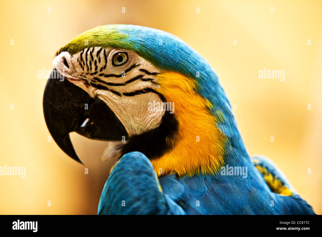 Parrot facial hi-res stock photography and images - Alamy