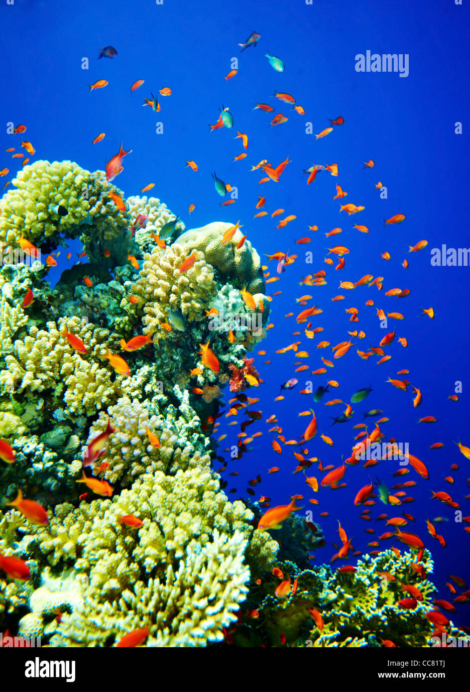 Group of coral fish blue water Stock Photo - Alamy
