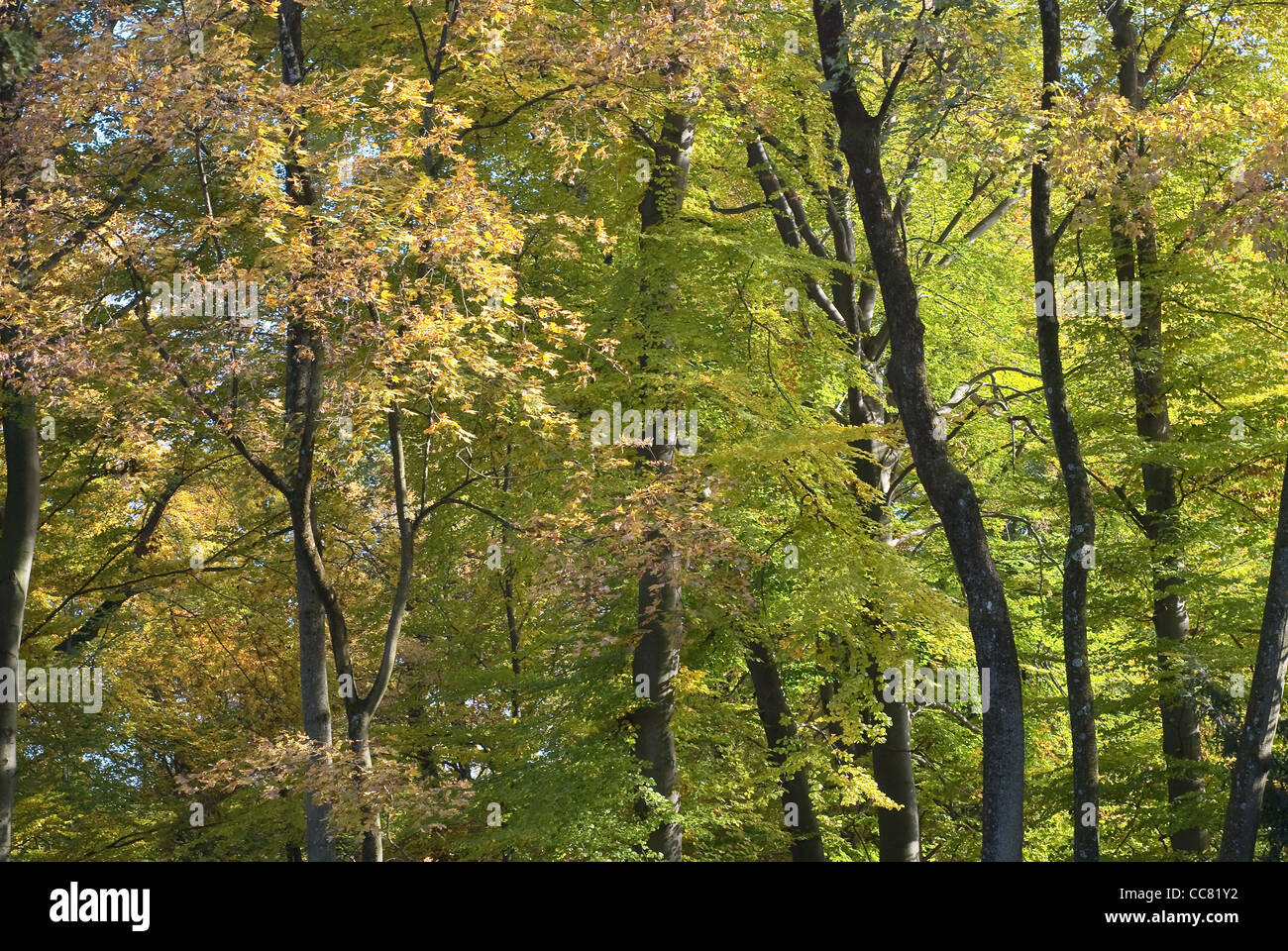 Peaceful Tree Landscape with Early Autumn Colors Stock Photo - Alamy