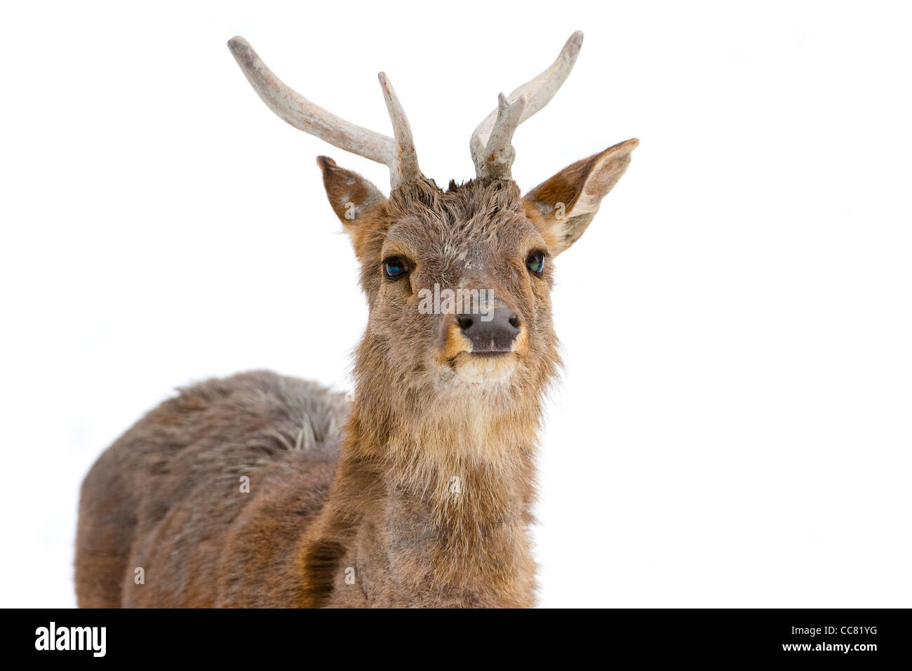 Deer eyes hi-res stock photography and images - Alamy