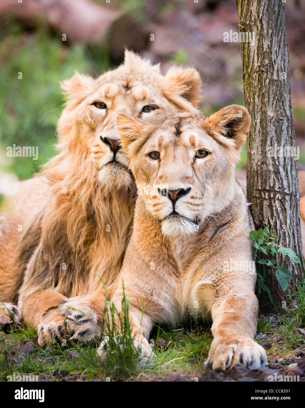 Male And Female Lion Love