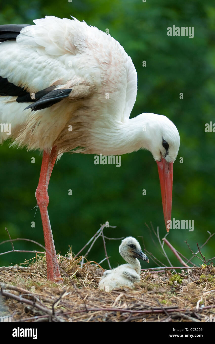 baby stork and his mother in the nest (focus is on the baby Stock Photo ...