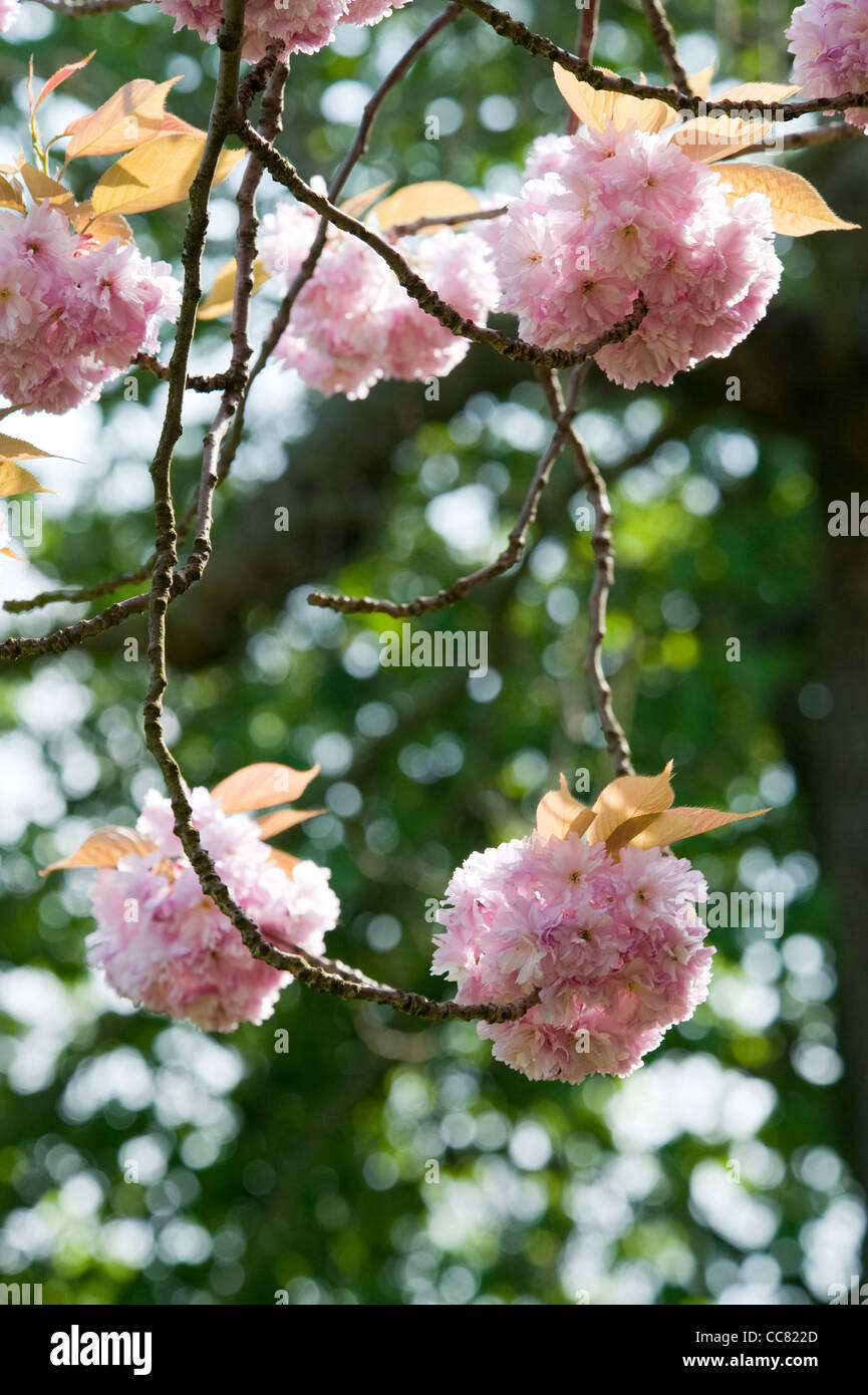 Blossoms on cherry tree in the sun Stock Photo - Alamy