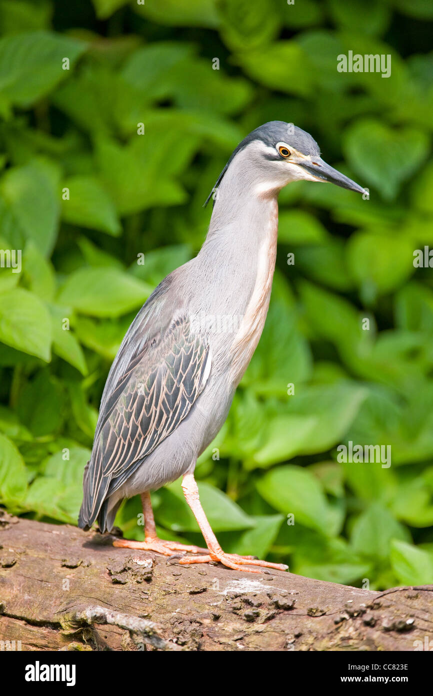 Gray heron hi-res stock photography and images - Alamy