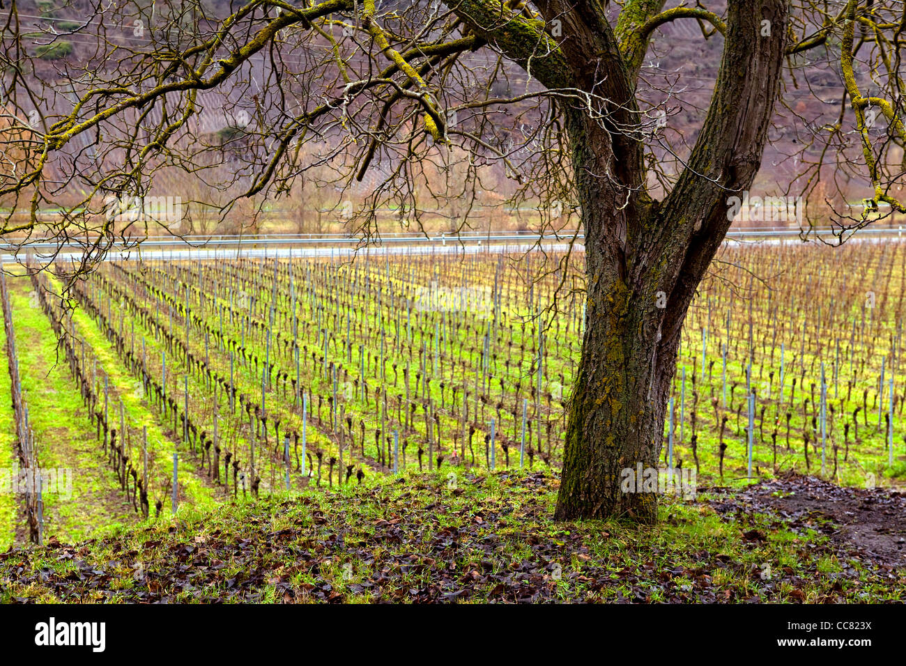 Tree line on the vineyard hi-res stock photography and images - Alamy