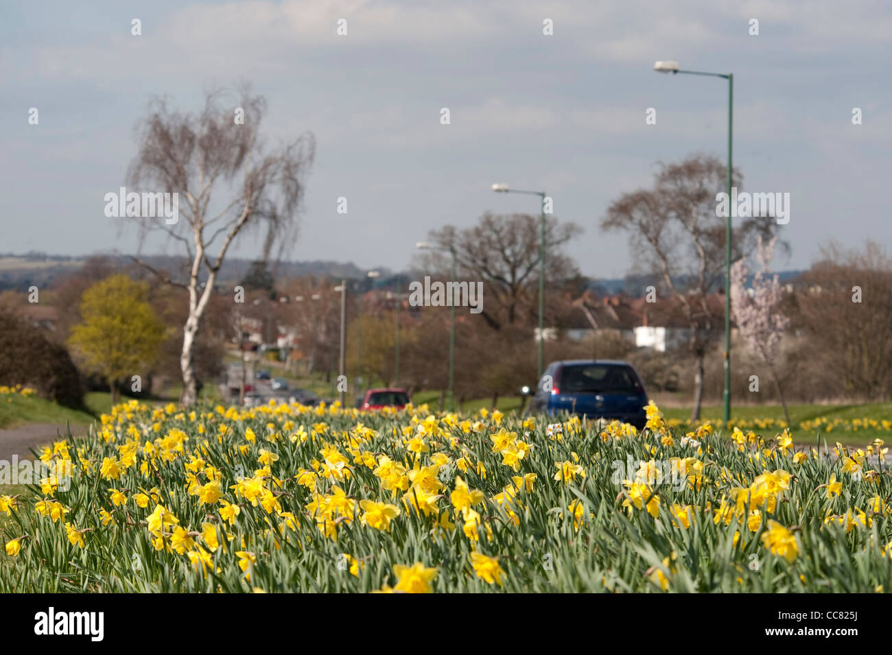 London daffodils hi-res stock photography and images - Alamy