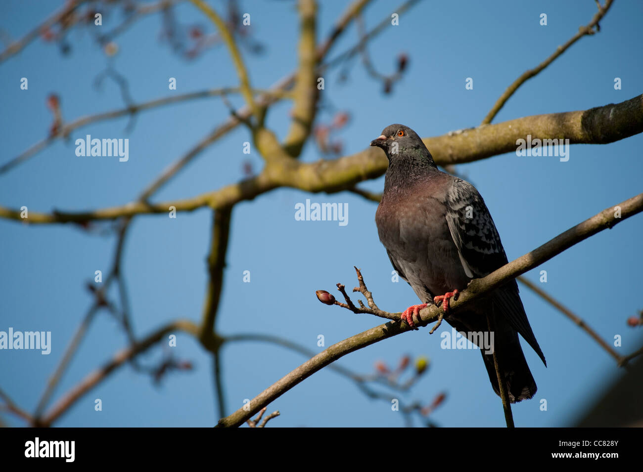 A pigeon in a tree in early spring against a blue sky Stock Photo - Alamy
