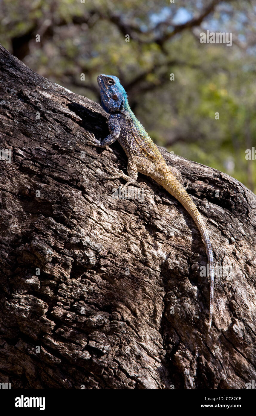 tree agama,acanthocerus atricollis,south africa Stock Photo - Alamy