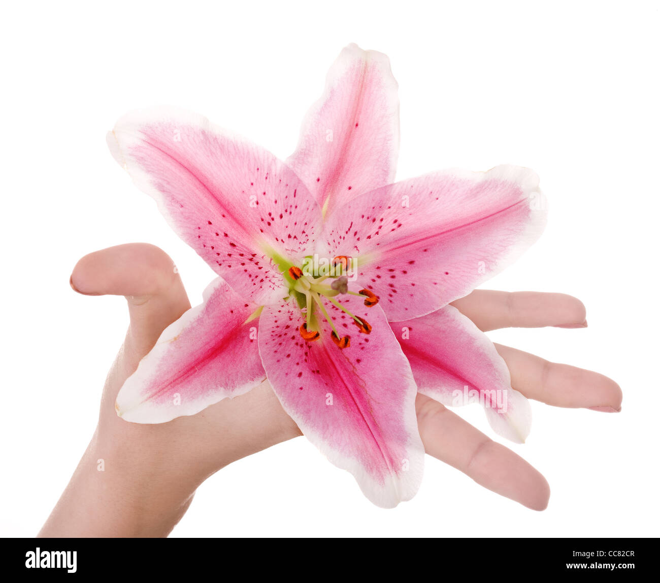 Flower in female hand Stock Photo - Alamy
