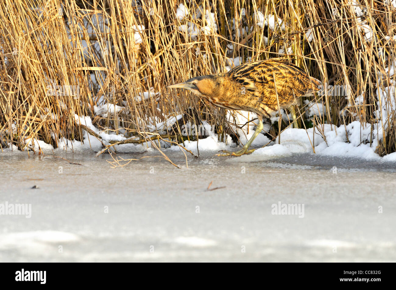 Eurasian Bittern / Great Bittern (Botaurus stellaris) in reedbed along ...