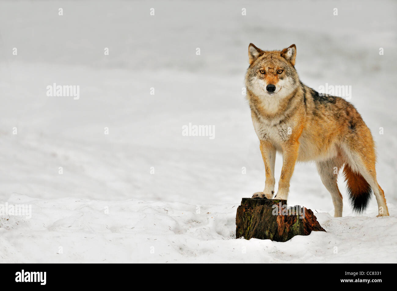 Wolf tree hi-res stock photography and images - Alamy