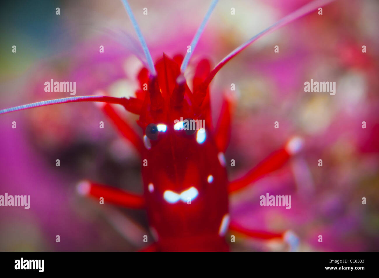 Live shrimp hi-res stock photography and images - Alamy