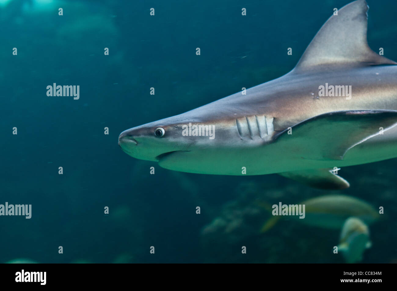 Bull shark teeth hi-res stock photography and images - Alamy