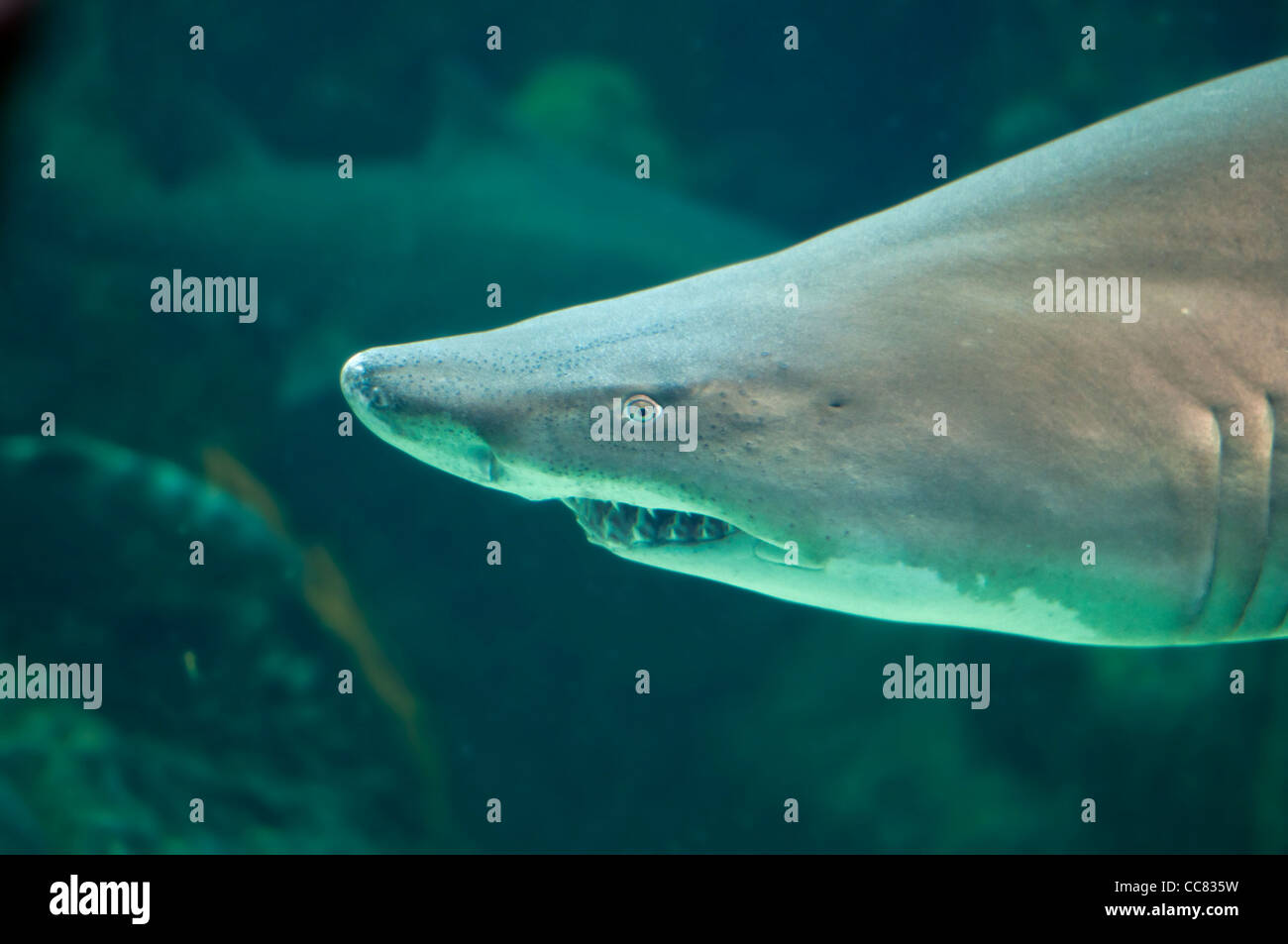 Bull shark teeth hi-res stock photography and images - Alamy