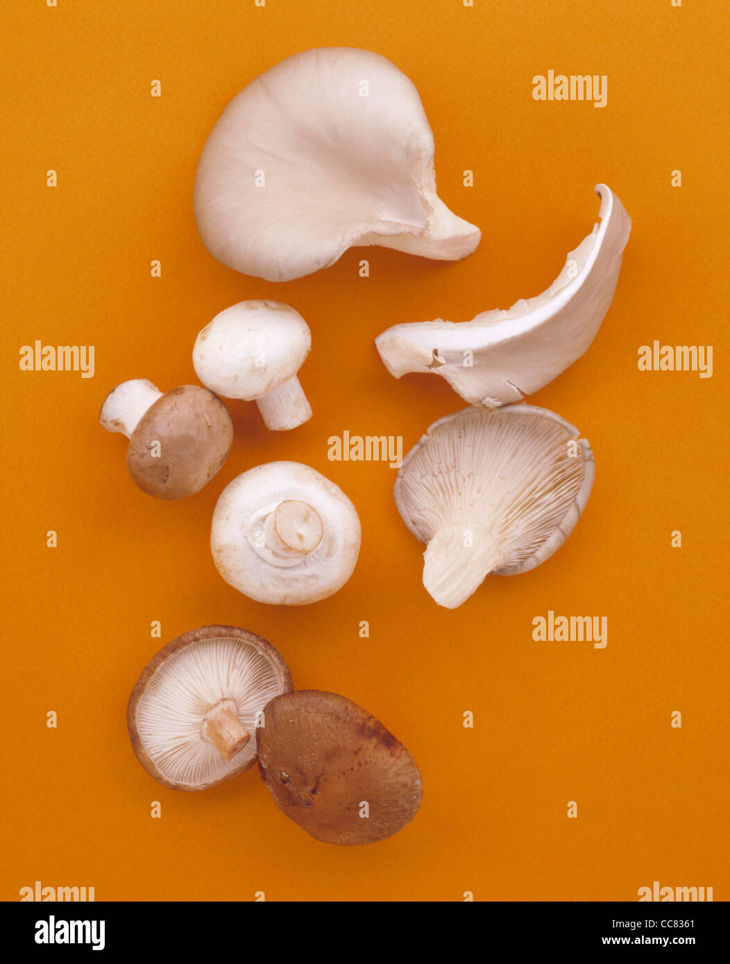 Cut out: 1. Oyster mushroom 2. White mushroom 3. Pink mushroom 4 ...